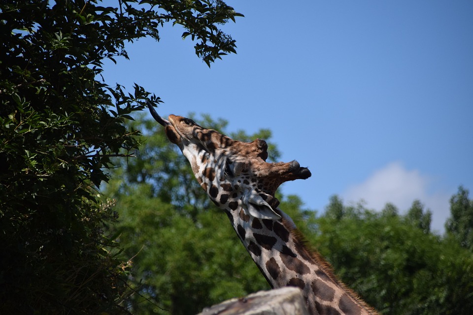 Wild Animals Zoo - Free photo on Pixabay