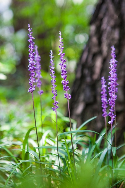 Liriope Flower Nature - Free photo on Pixabay