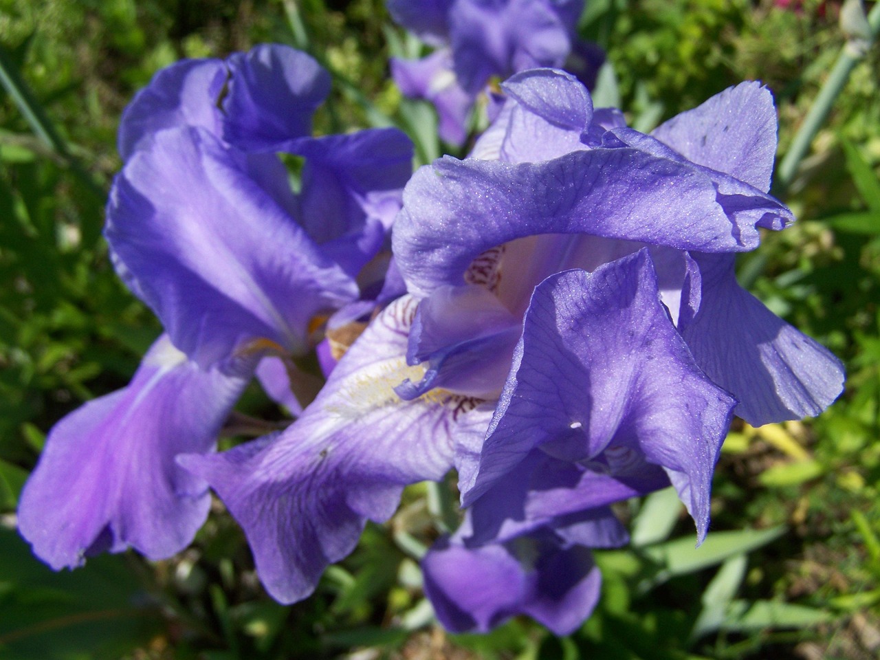 Iris Kelopak Ungu Kebiruan Bunga - Foto gratis di Pixabay - Pixabay