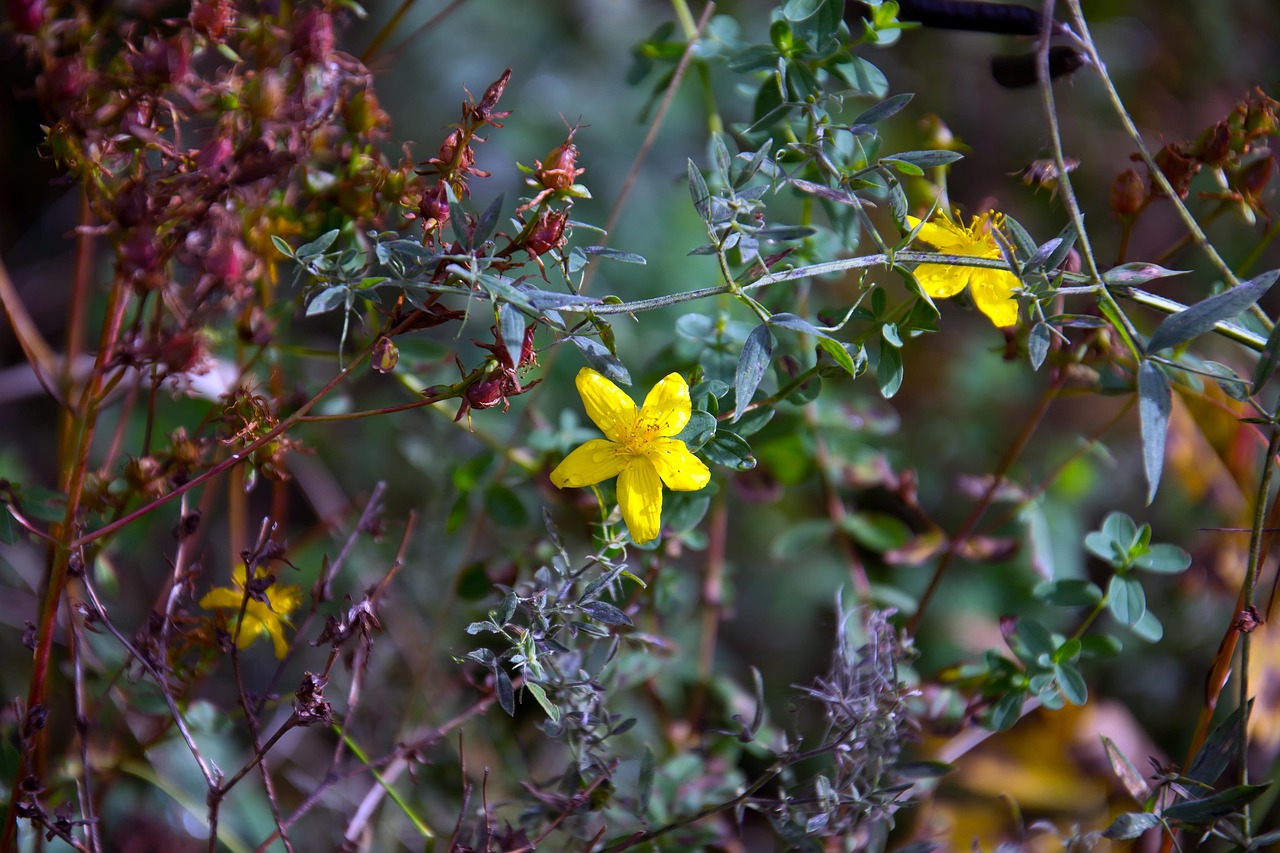 Plant Hypericum St John'S Wort - Free photo on Pixabay - Pixabay
