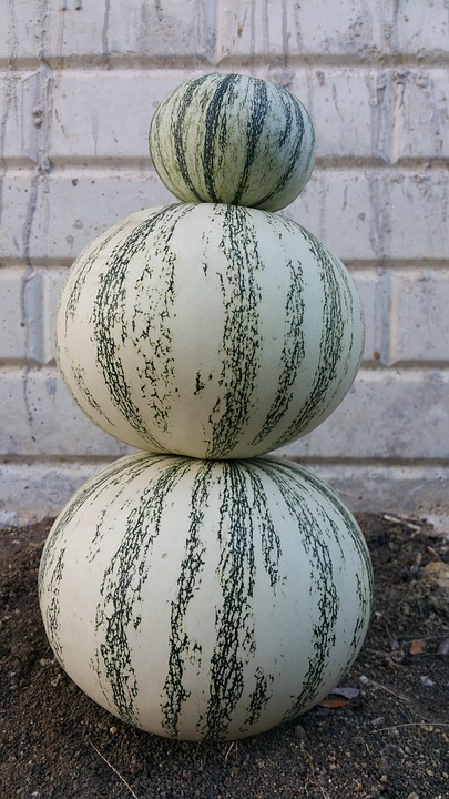 Squash Pumpkin - Free photo on Pixabay - Pixabay