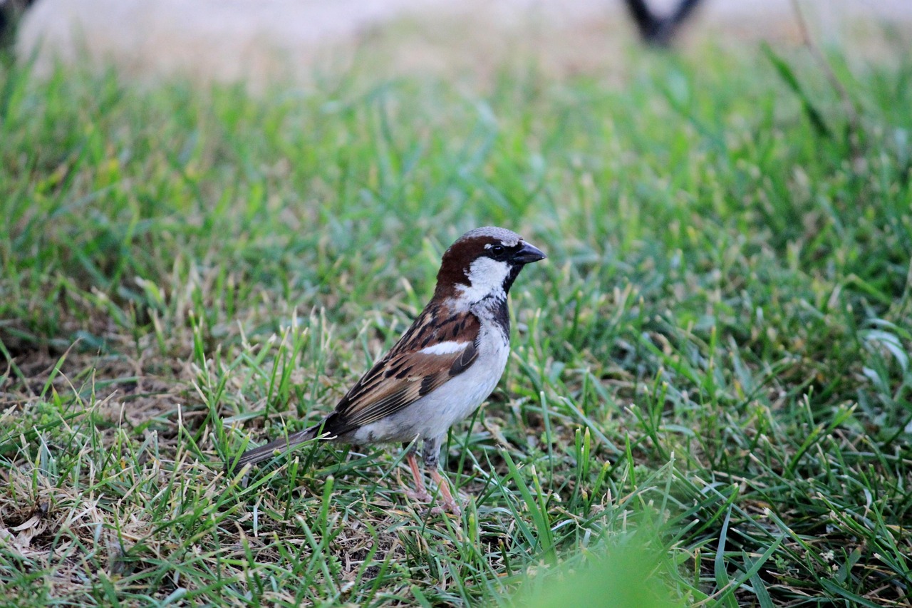 Bird Nature - Free photo on Pixabay - Pixabay
