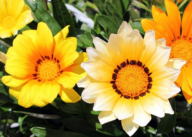 Flores Amarillas Jardín Una Planta - Foto gratis en Pixabay - Pixabay