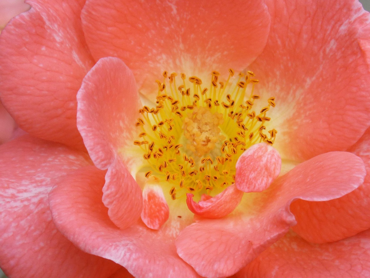 Blomma Kronblad Pistiller - Gratis foto på Pixabay - Pixabay
