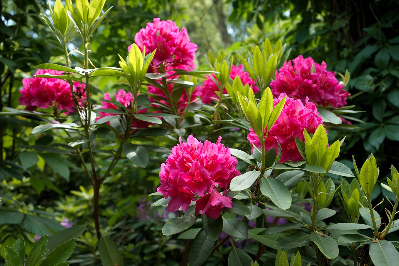 Rhododendron Ungu Tanaman - Foto gratis di Pixabay - Pixabay