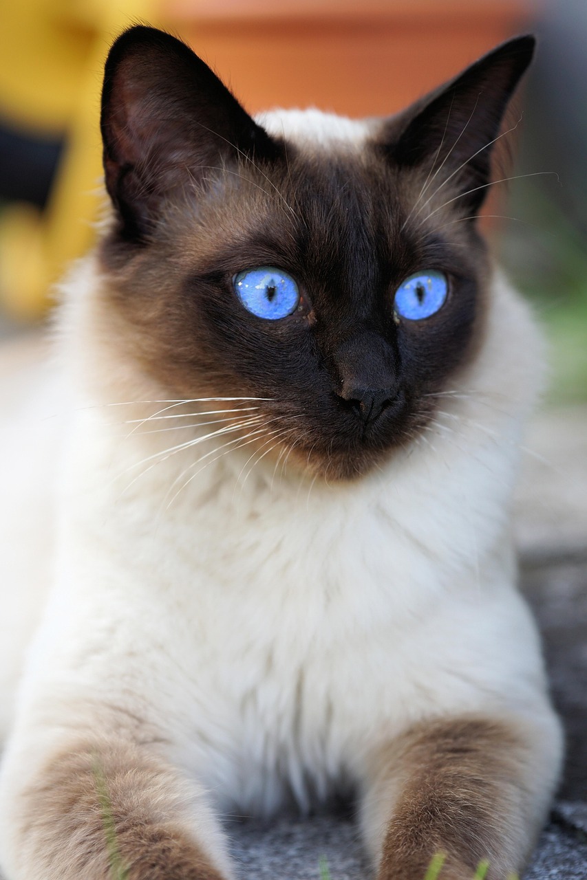 50 000 Free Cat Siamese Cat Images Pixabay 50 000 Free Cat Siamese Cat Images Pixabay