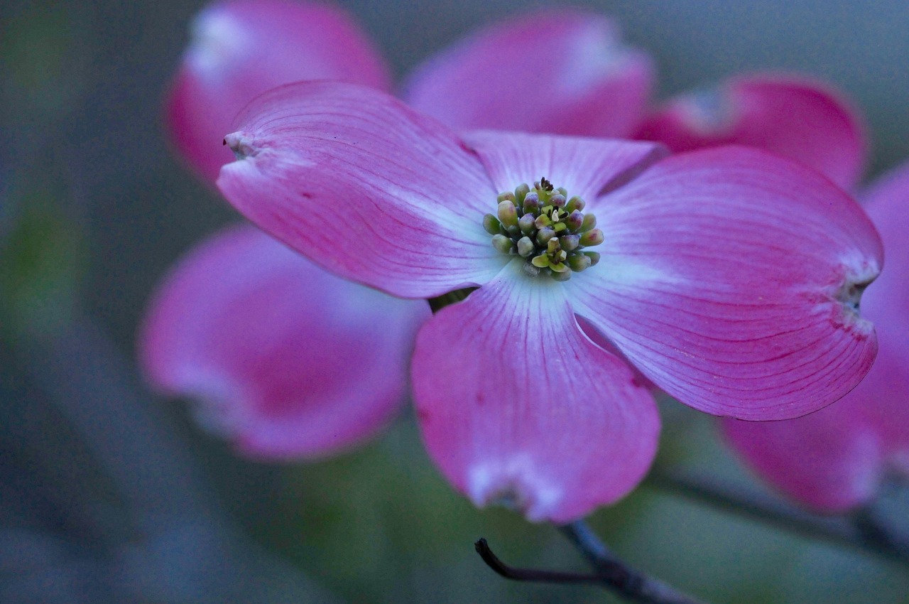 Cherry Blossom Merah Jambu Bunga - Foto gratis di Pixabay - Pixabay