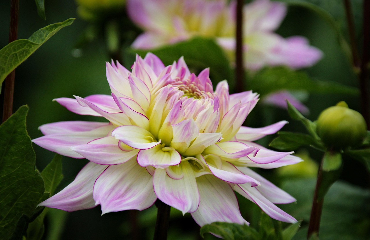 Plantar Flor Natureza - Foto gratuita no Pixabay - Pixabay