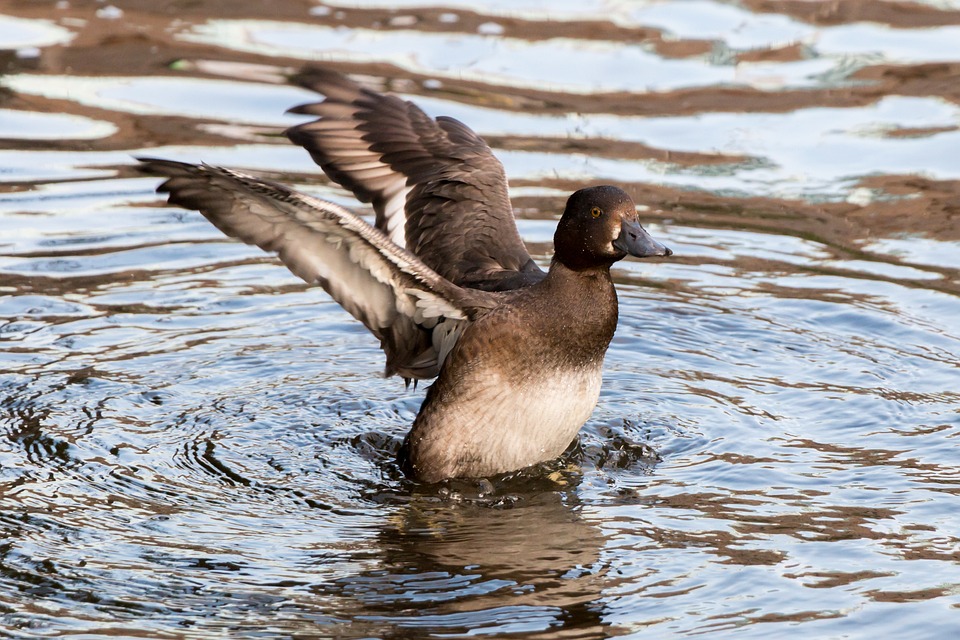 Duck Water Wing - Free photo on Pixabay - Pixabay