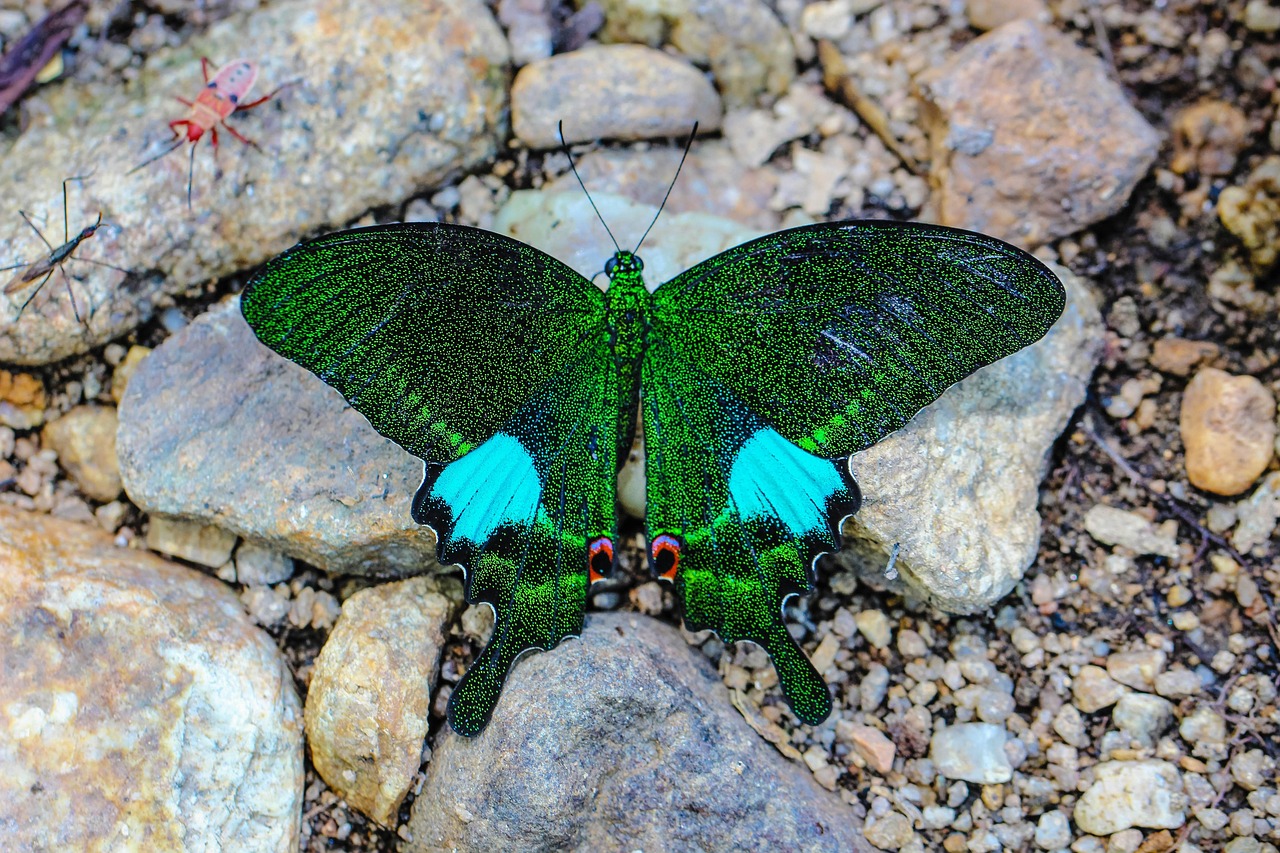 Butterfly Tail Ting Paris Wong - Free photo on Pixabay