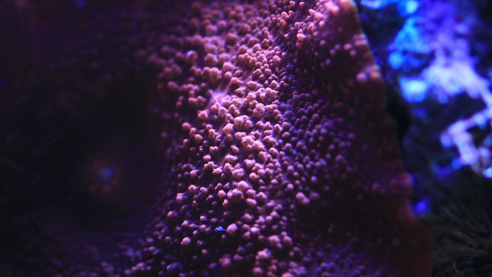 Saltwater Fish Aquarium No - Free photo on Pixabay