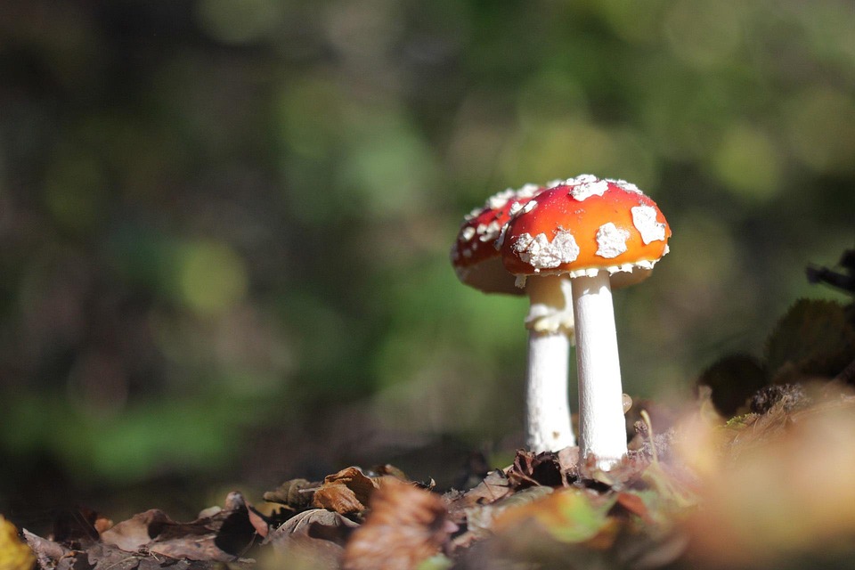 Pilz Wald Natur - Kostenloses Foto auf Pixabay