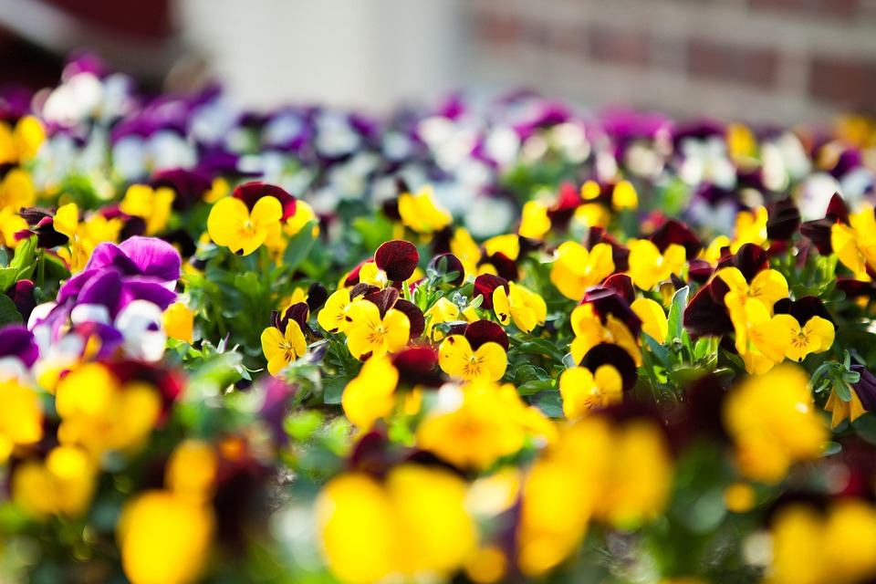 Violeta Tricolor Flor Flores De - Foto gratis en Pixabay - Pixabay