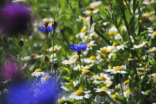 Wiese Wildblumen Pflanze - Kostenloses Foto auf Pixabay - Pixabay