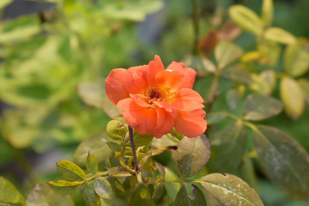 Pink Rose Rosaceae - Free photo on Pixabay