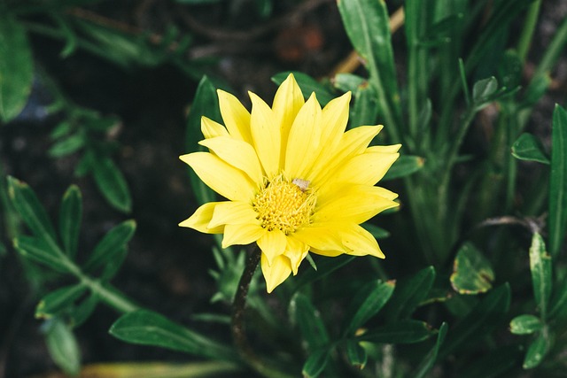 Fleur Jaune Jardin - Photo gratuite sur Pixabay - Pixabay
