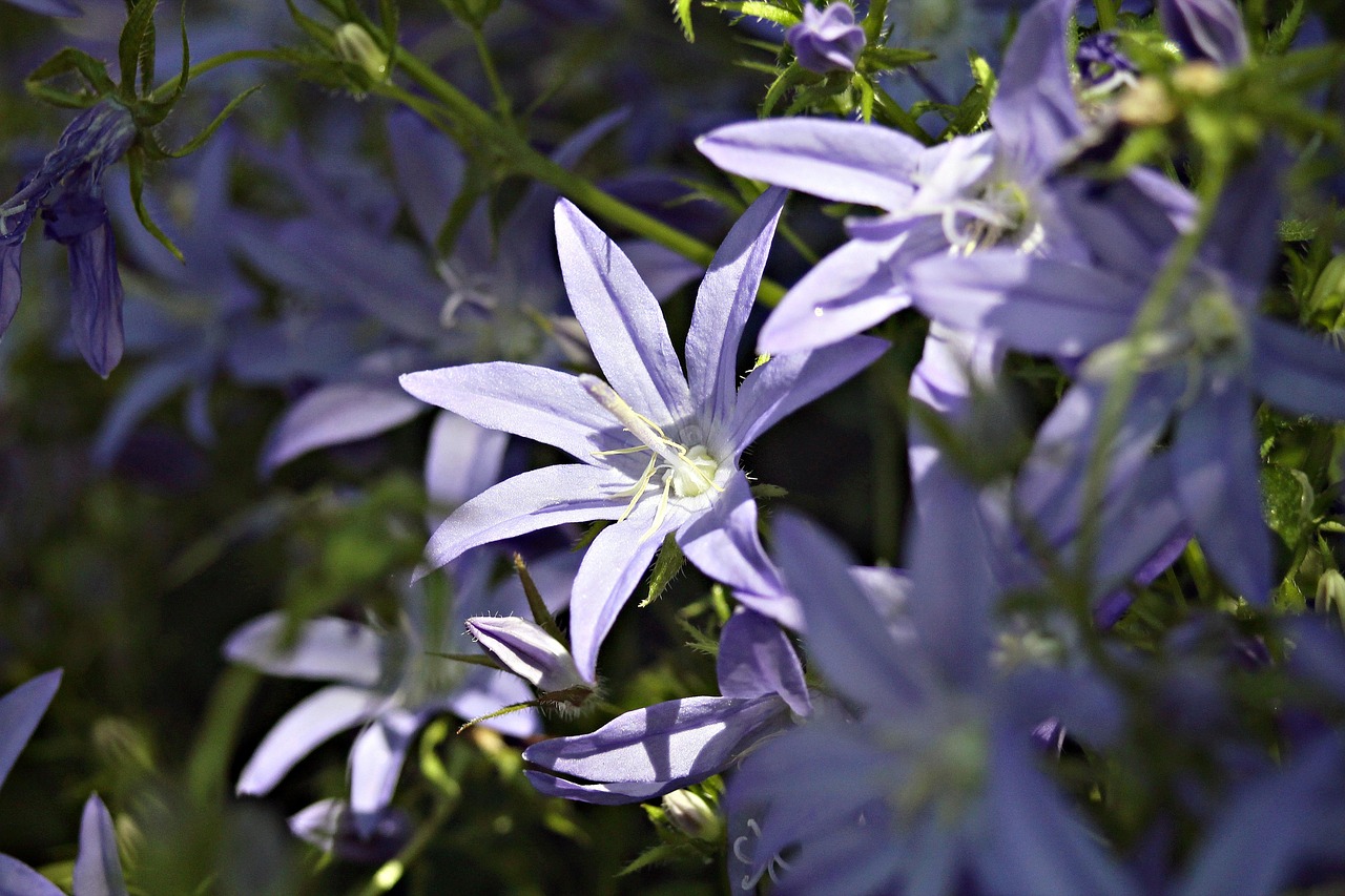 Bellflower Garden Flower Petite - Free photo on Pixabay - Pixabay