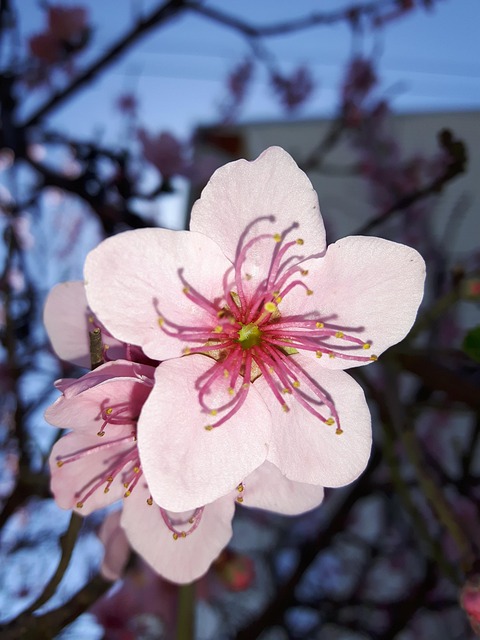Flower Nature Little - Free photo on Pixabay - Pixabay