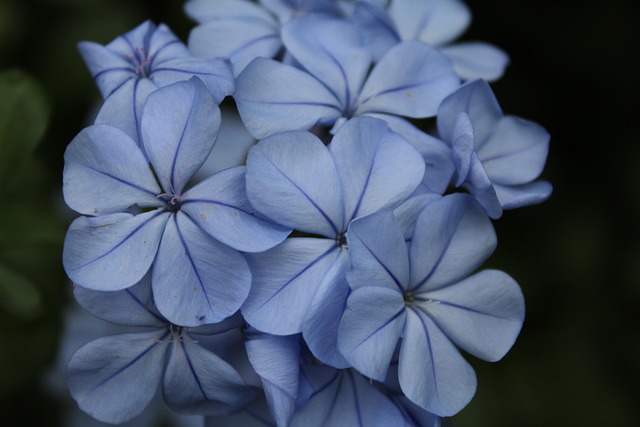 Bleu Mauve Fleurs - Photo gratuite sur Pixabay - Pixabay