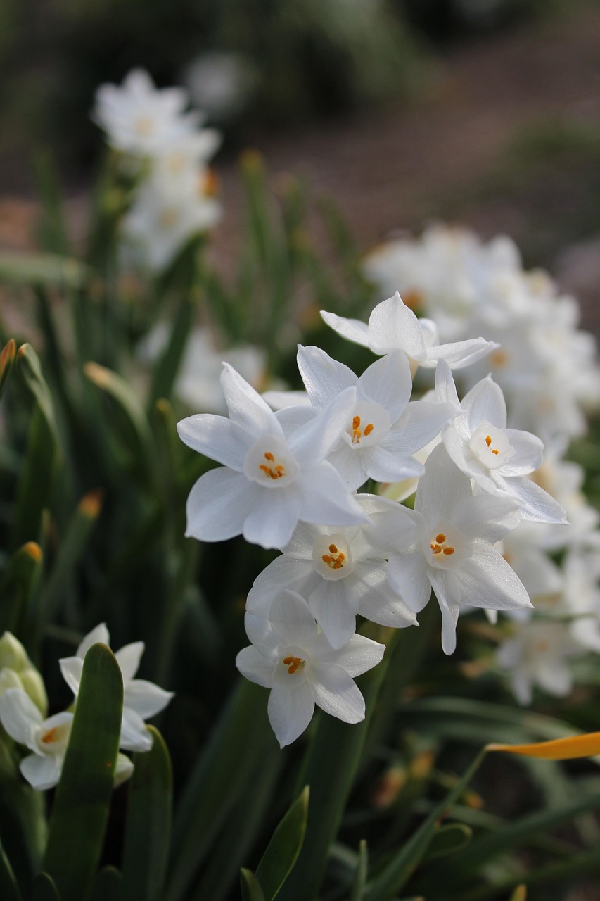Flores Blanco Bombillas - Foto gratis en Pixabay - Pixabay
