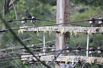3 Telegraph-pole Synonyms. Similar words for Telegraph-pole.