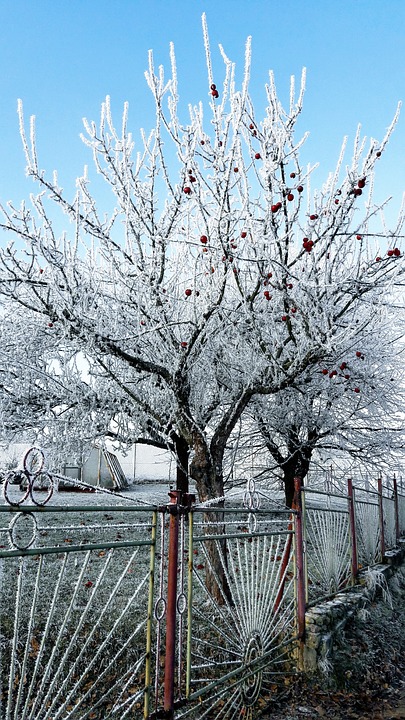 Winter Baum Frost - Kostenloses Foto auf Pixabay