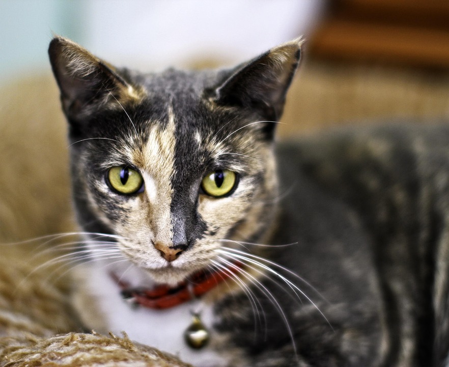 Gatto Domestico Animale - Foto gratis su Pixabay - Pixabay