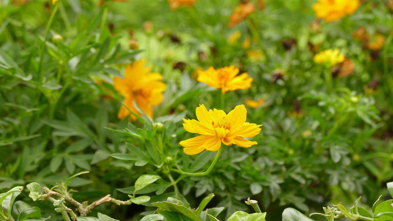 Más de 300 imágenes gratis de Cuca y Naturaleza - Pixabay
