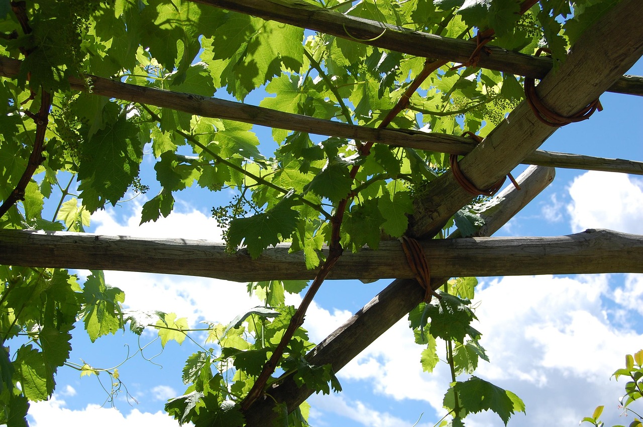 Vino Uvas Enredaderas - Foto gratis en Pixabay - Pixabay