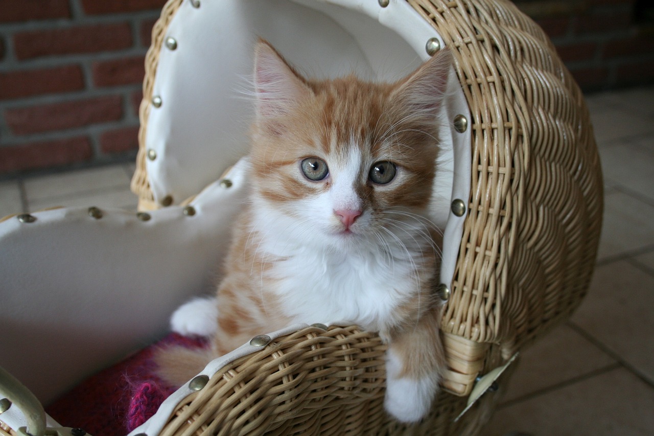 Kitten Cat Baby Fluffy - Free photo on Pixabay - Pixabay