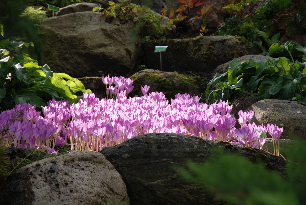 Blumen Garten Felsen - Kostenloses Foto auf Pixabay - Pixabay