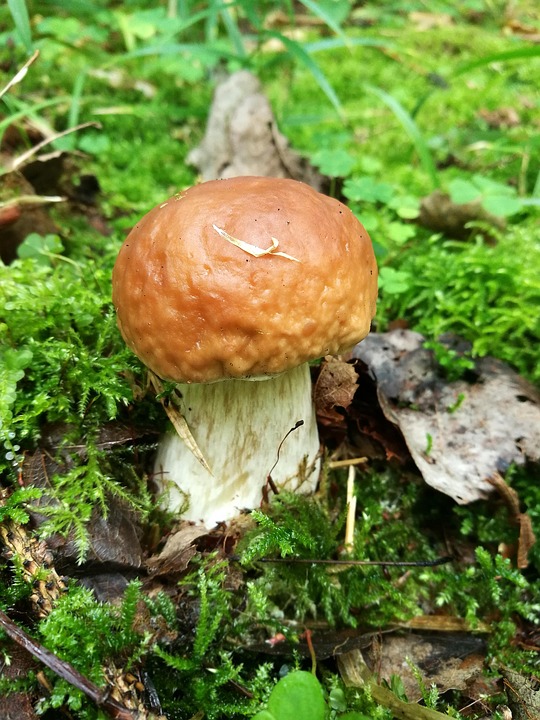 Champignons Bolet Forêt - Photo gratuite sur Pixabay - Pixabay