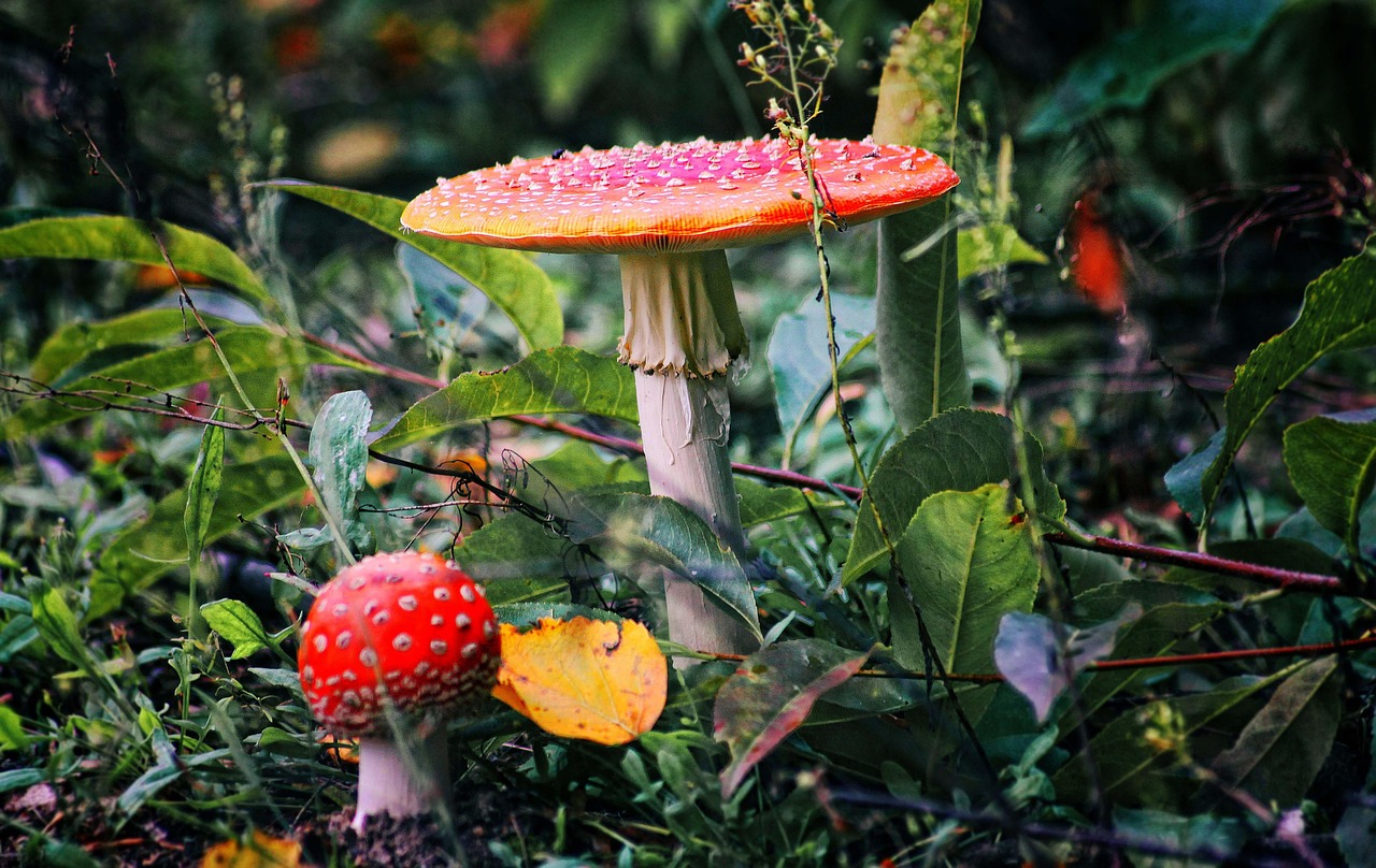 Mushrooms Toadstool Red - Free photo on Pixabay - Pixabay