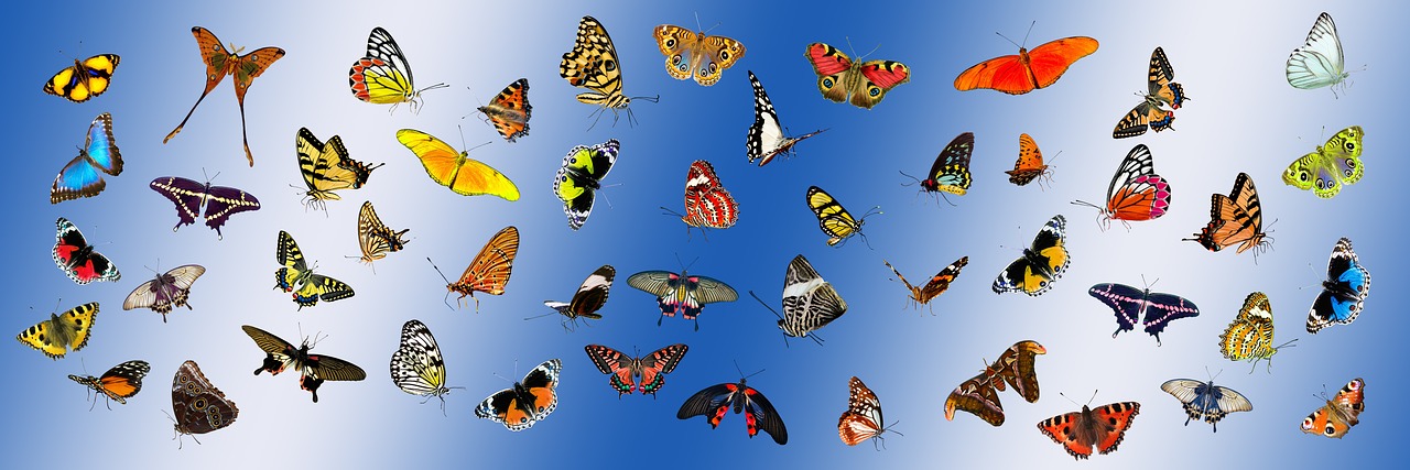 Animals Butterflies Butterfly - Free photo on Pixabay