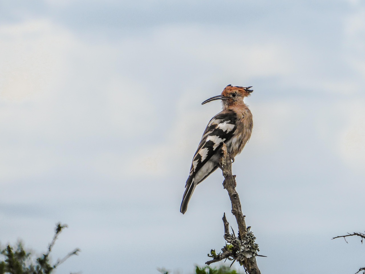 Oiseau Huppe Une Succursale - Photo gratuite sur Pixabay - Pixabay