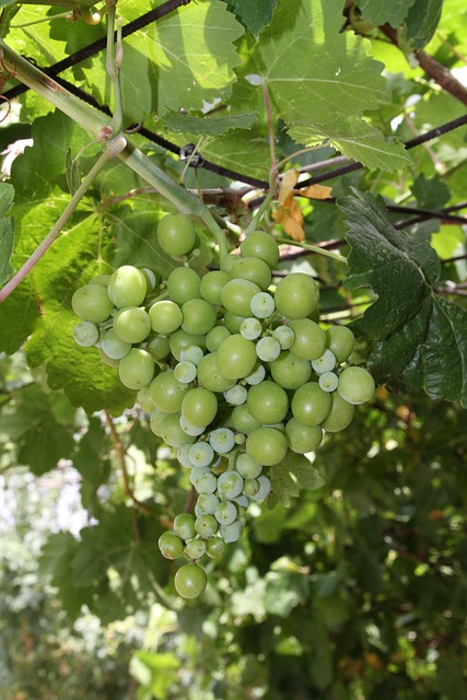 Las Uvas Plantas La Naturaleza De - Foto gratis en Pixabay