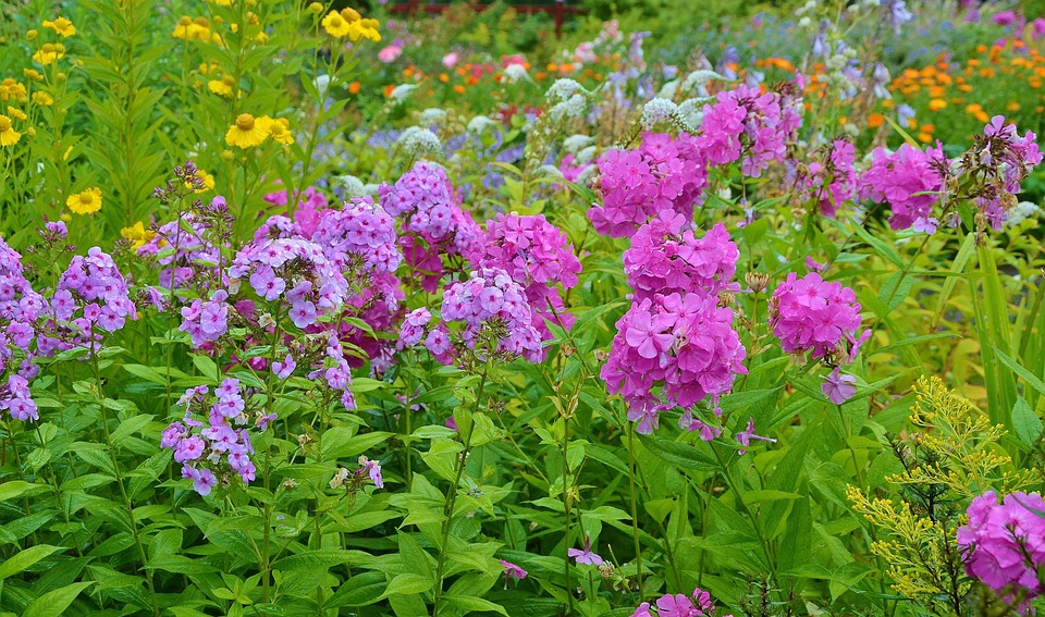Flower Floral Nature - Free photo on Pixabay - Pixabay
