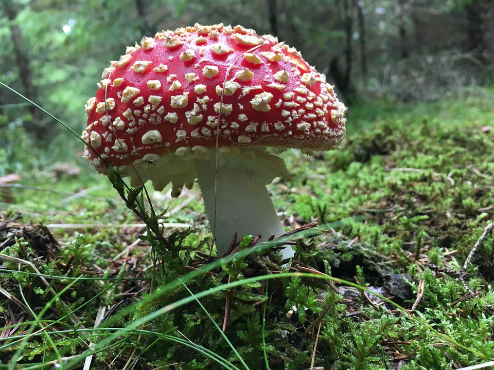 Fungo Velenoso Natura - Foto gratis su Pixabay - Pixabay