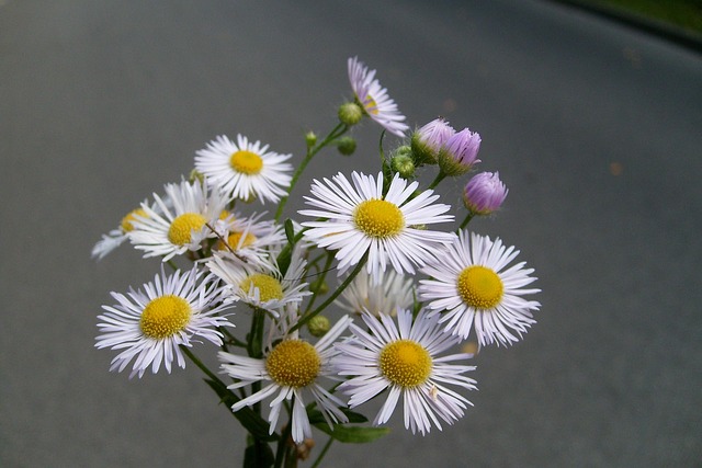 Margarida Flor Flores Minúsculas - Foto gratuita no Pixabay - Pixabay