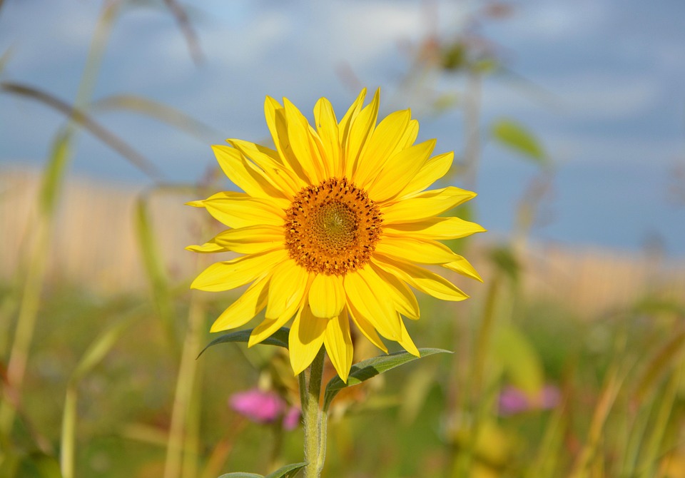 Yellow Flower Sunflower - Free photo on Pixabay - Pixabay