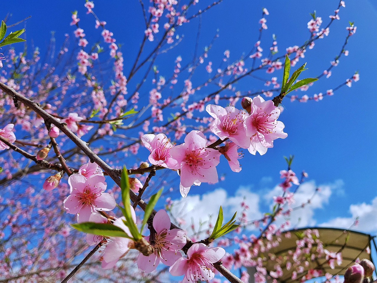 Peache Flowers Nature - Free photo on Pixabay - Pixabay