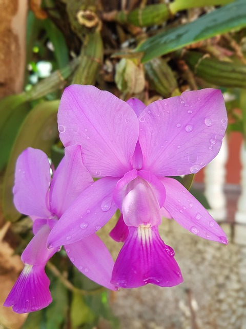 Orchidée Fleur Botaniste - Photo gratuite sur Pixabay - Pixabay