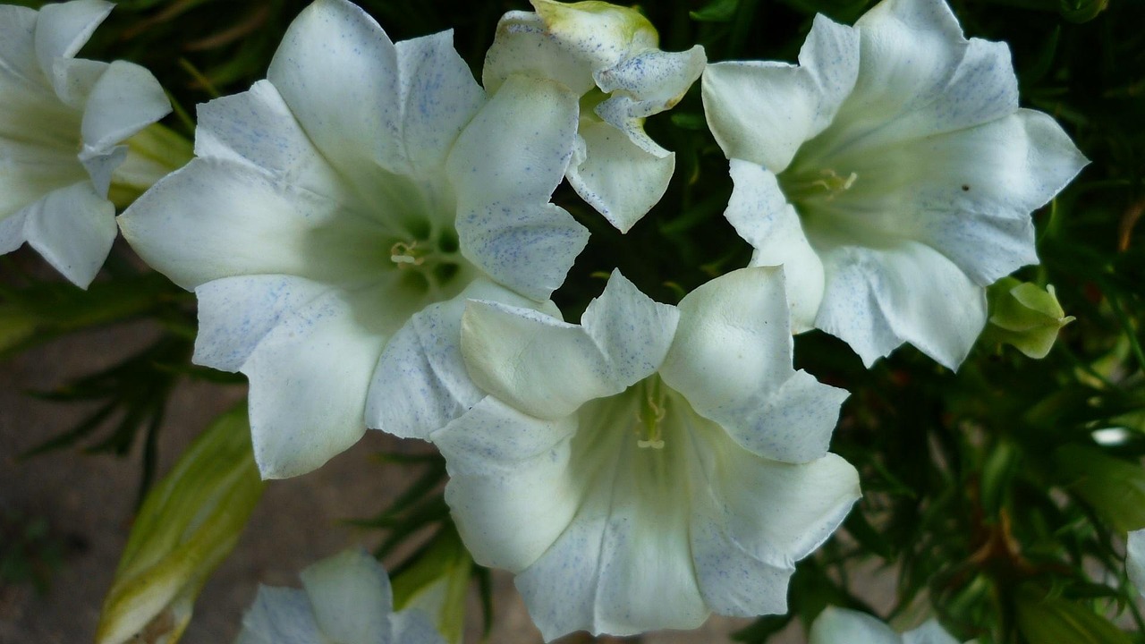 Genciana Flor Blanco - Foto gratis en Pixabay