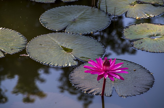 Lirio De Agua Flor Water - Foto gratis en Pixabay - Pixabay