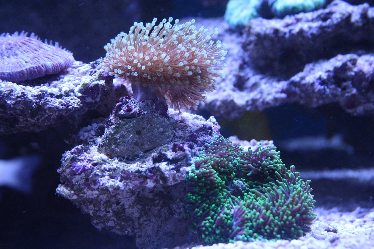 Coral Lederkoralle Los Pólipos - Foto gratis en Pixabay - Pixabay
