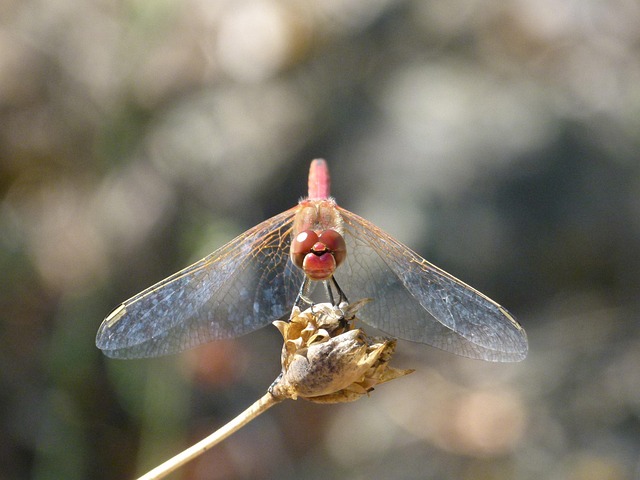 Dragonfly Bunga Kering Tampak - Foto gratis di Pixabay - Pixabay