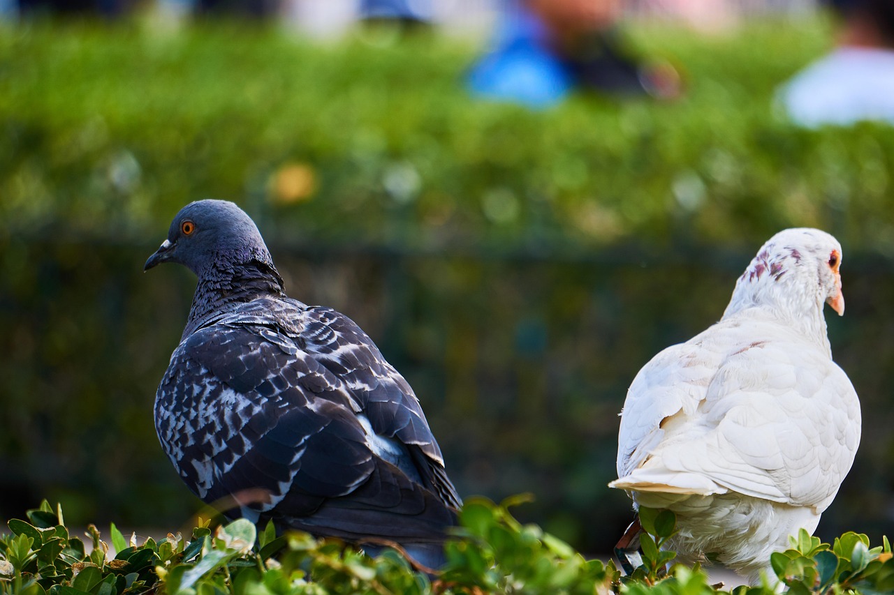 Pigeons Différences Contraires - Photo gratuite sur Pixabay - Pixabay