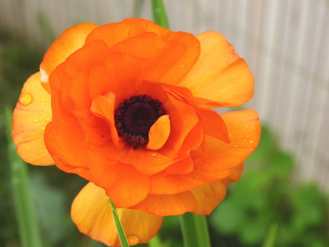 Flor Naranja Flores Anaranjadas - Foto gratis en Pixabay - Pixabay