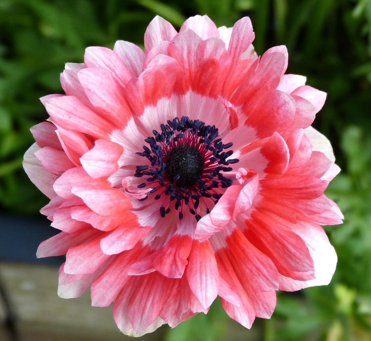 Flor Rosado Planta - Foto gratis en Pixabay - Pixabay