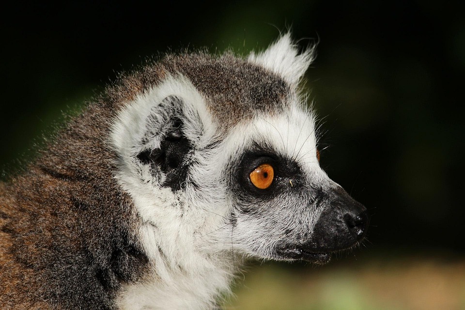 Animal Lêmure Selvagem - Foto gratuita no Pixabay - Pixabay